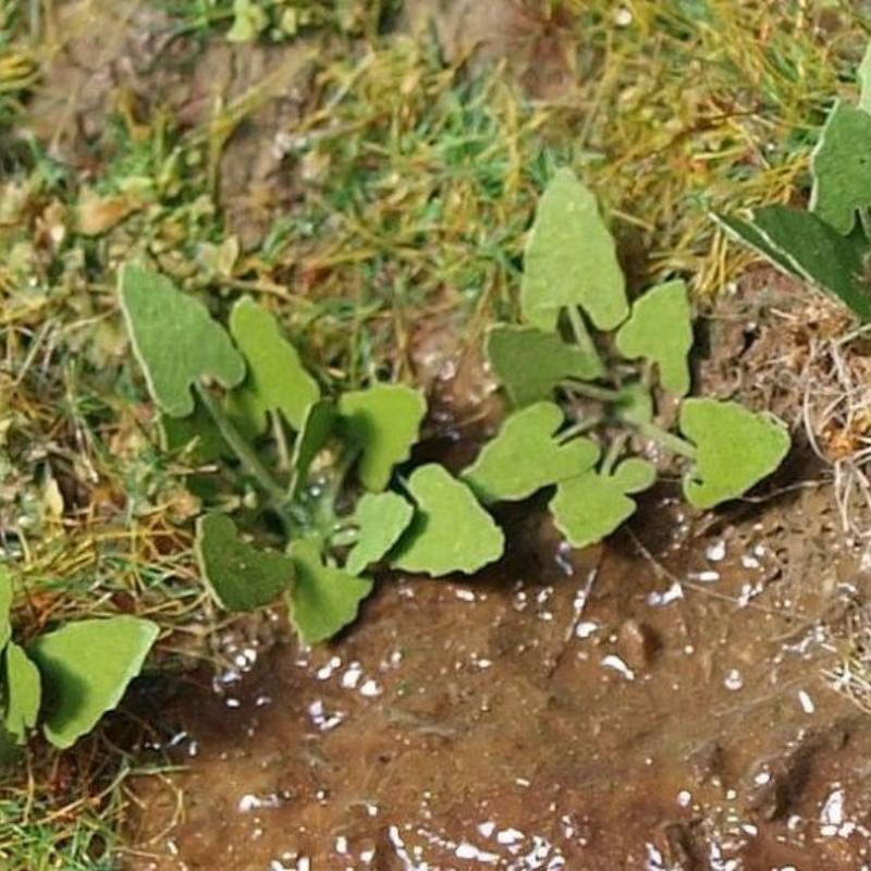 Model Scene Burdock 1:160 N Scale - Dream Steam